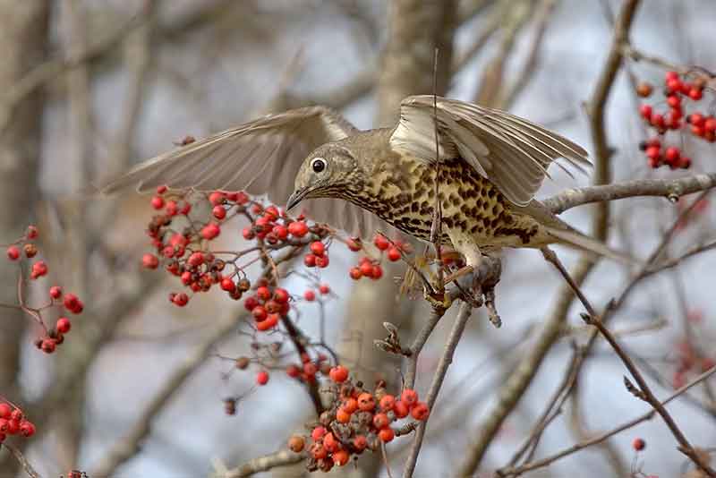 The Mistle Thrush – That Other Christmas Bird | Bird Spot