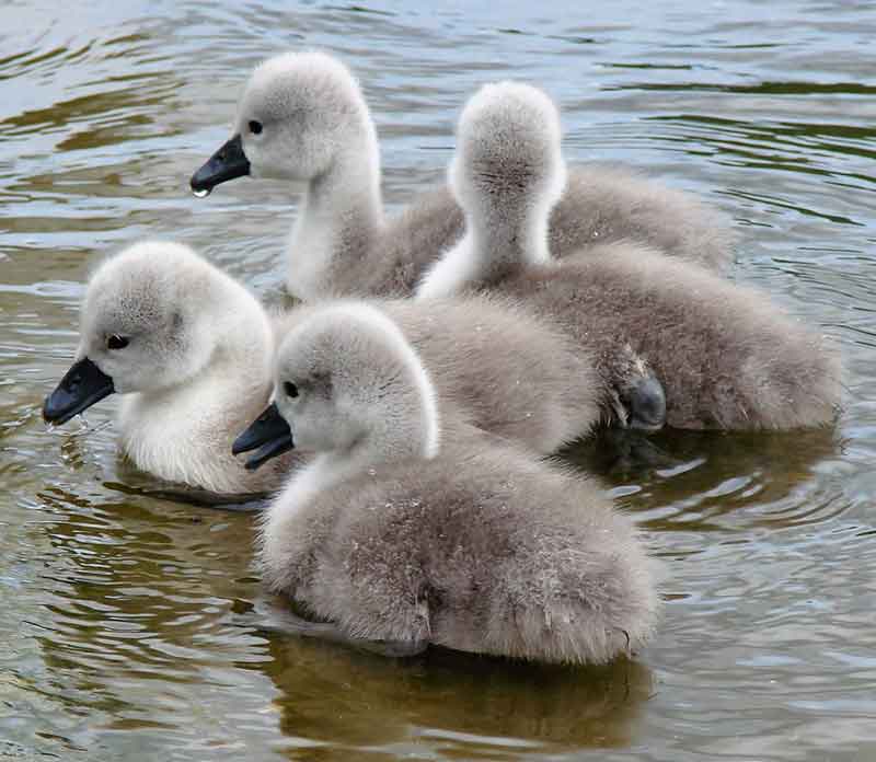 Ducklings, Cygnets, And Goslings | Bird Spot