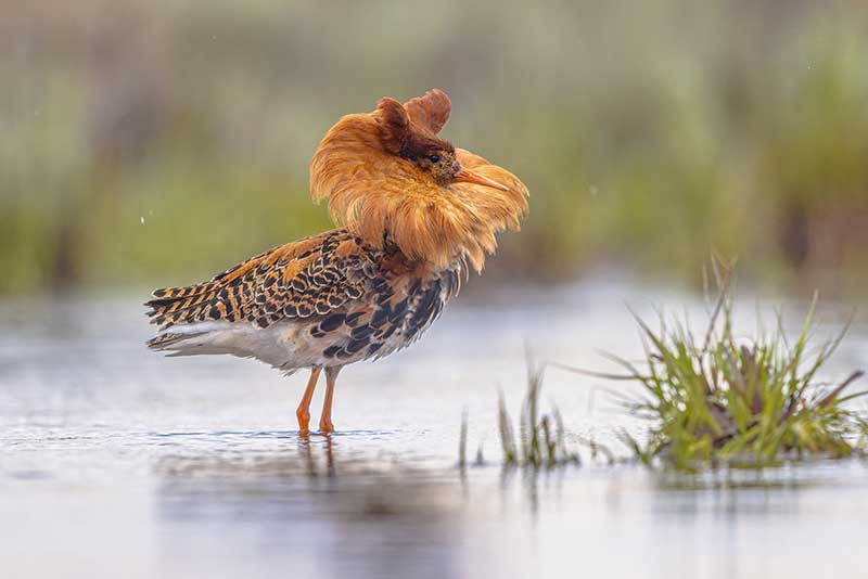 The Purpose Of Birds’ Biological Ornaments | Bird Spot